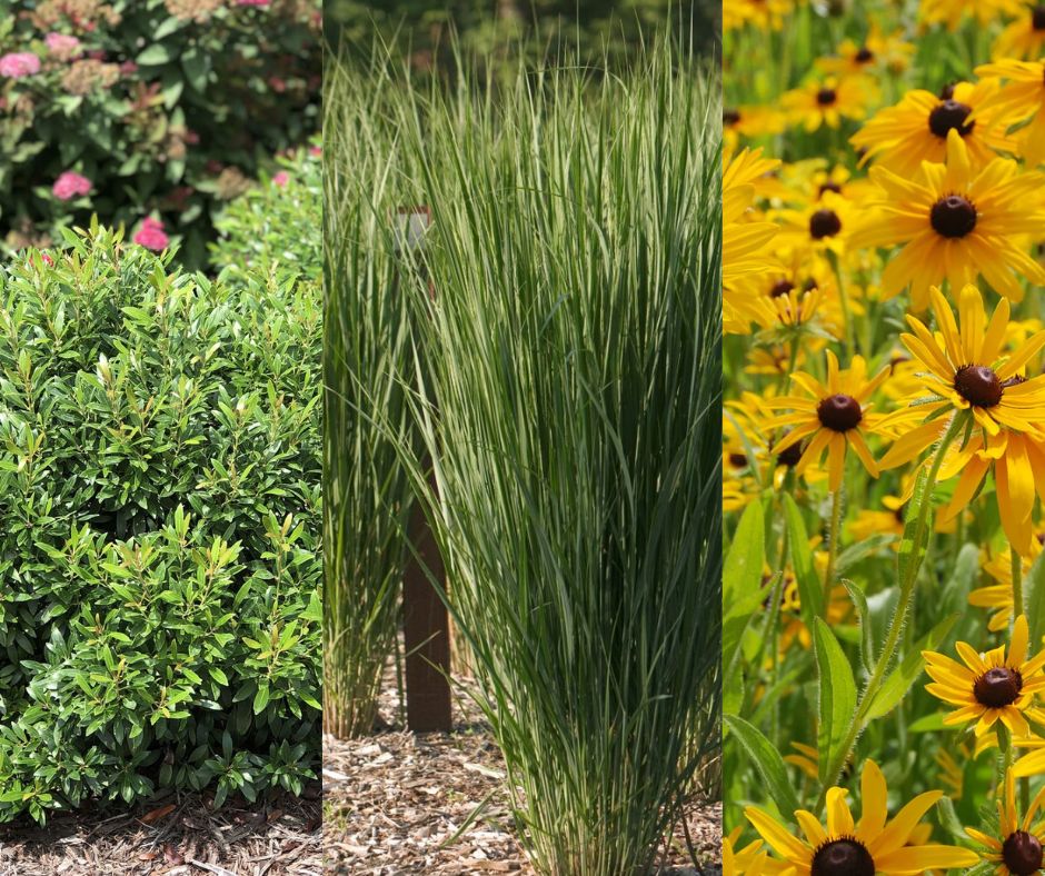 Top 10 Landscaping Trends for 2025 - Landscape Solutions RI